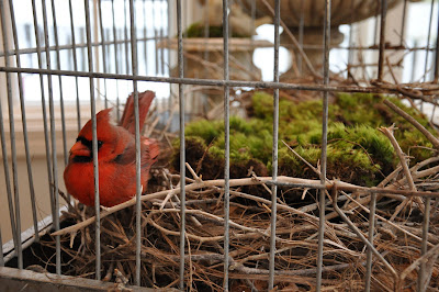 The Ginger Parasol: ... and a cardinal in a bird cage