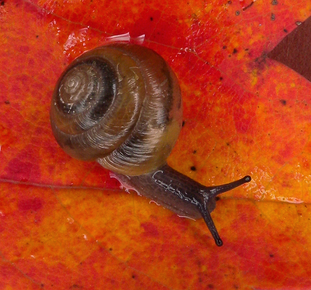 Land Snails and Slugs of Pennsylvania and New York: October 2010