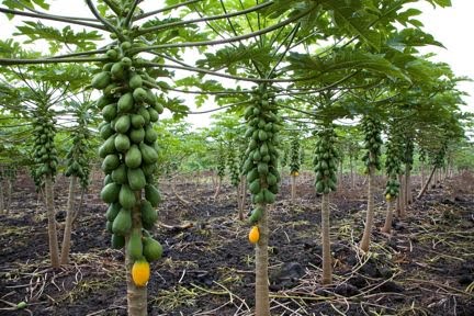 Papaya Cultivation Practices