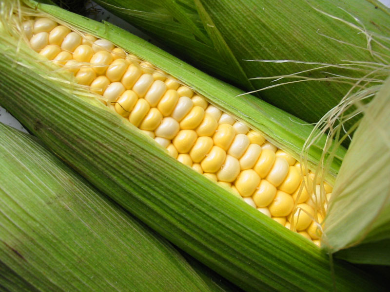 Sweet Corn Cultivation