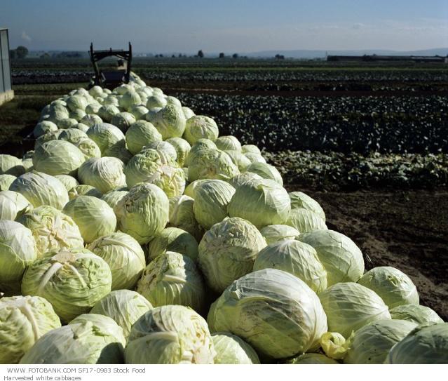 Cabbage Cultivation