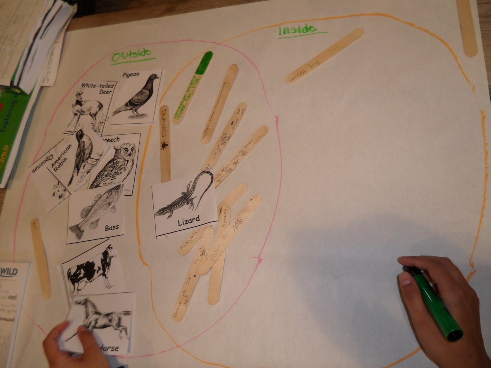 A New Adventure: Project Wild