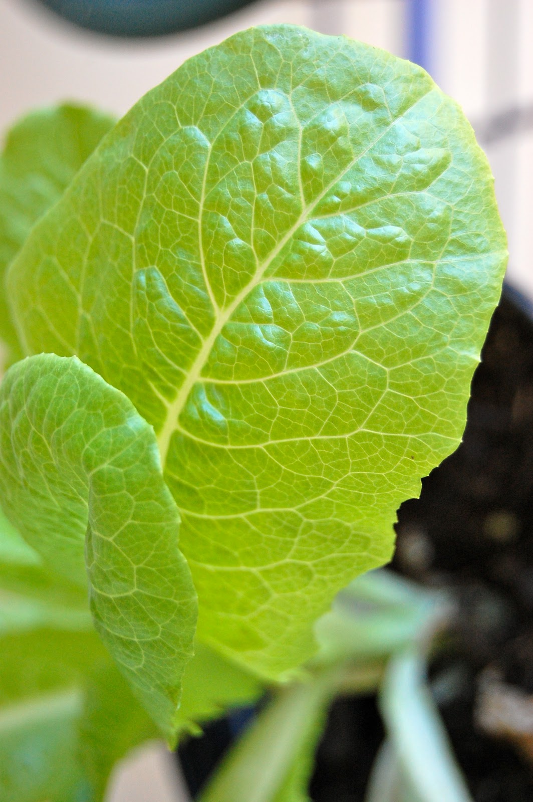 The Indie Garden Guide