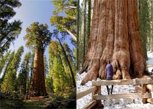 Pohon TERTINGGI dan TERBESAR di Dunia | cerita duniaku