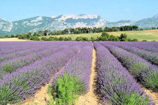 Through the French eye of design: A CHIC PROVENCE DESIGN TOUR