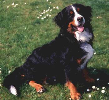 Universo Animal: Curiosidades del perro Boyero de Berna