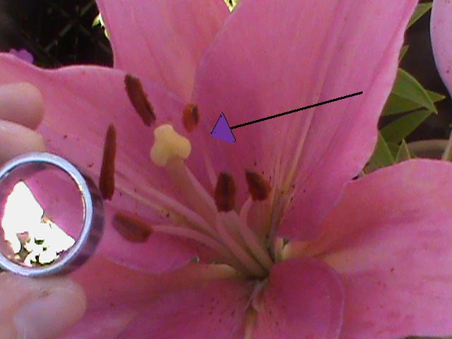 The Adventures of AP Bio: Stigma and Style of Carpel