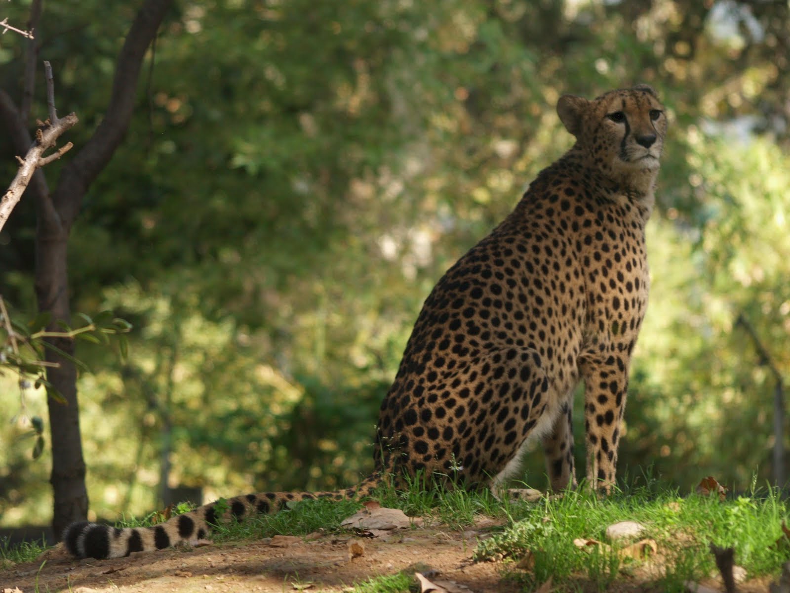 Guepardo real - Imagui