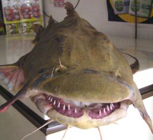 Real Cool Pics: 130 Pound Giant Goonch Catfish