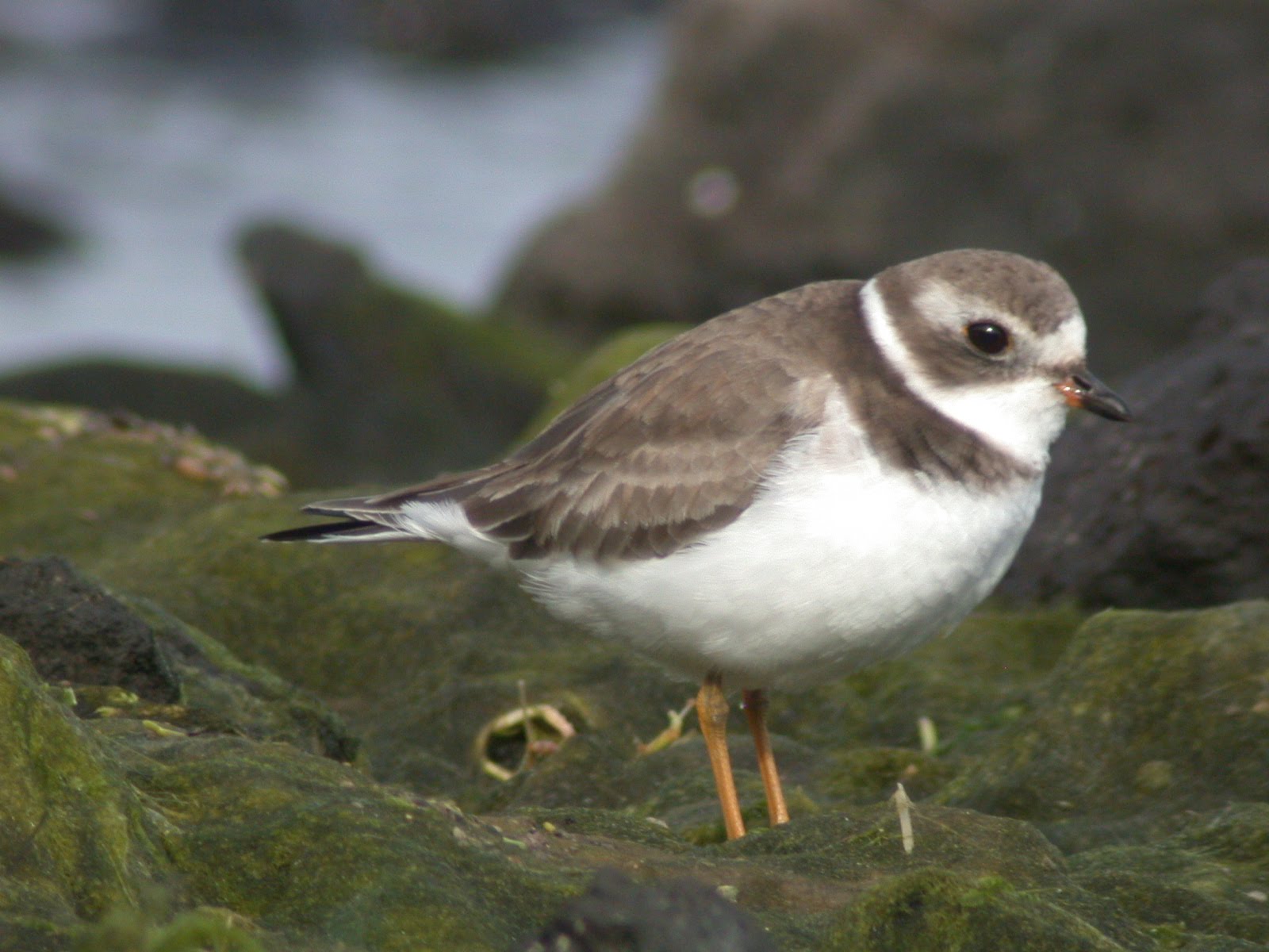 Non-Stop Birding: THE AZORES