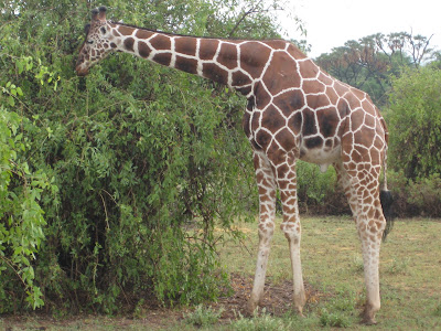 A atracção do abismo: Samburu - Girafa reticulada
