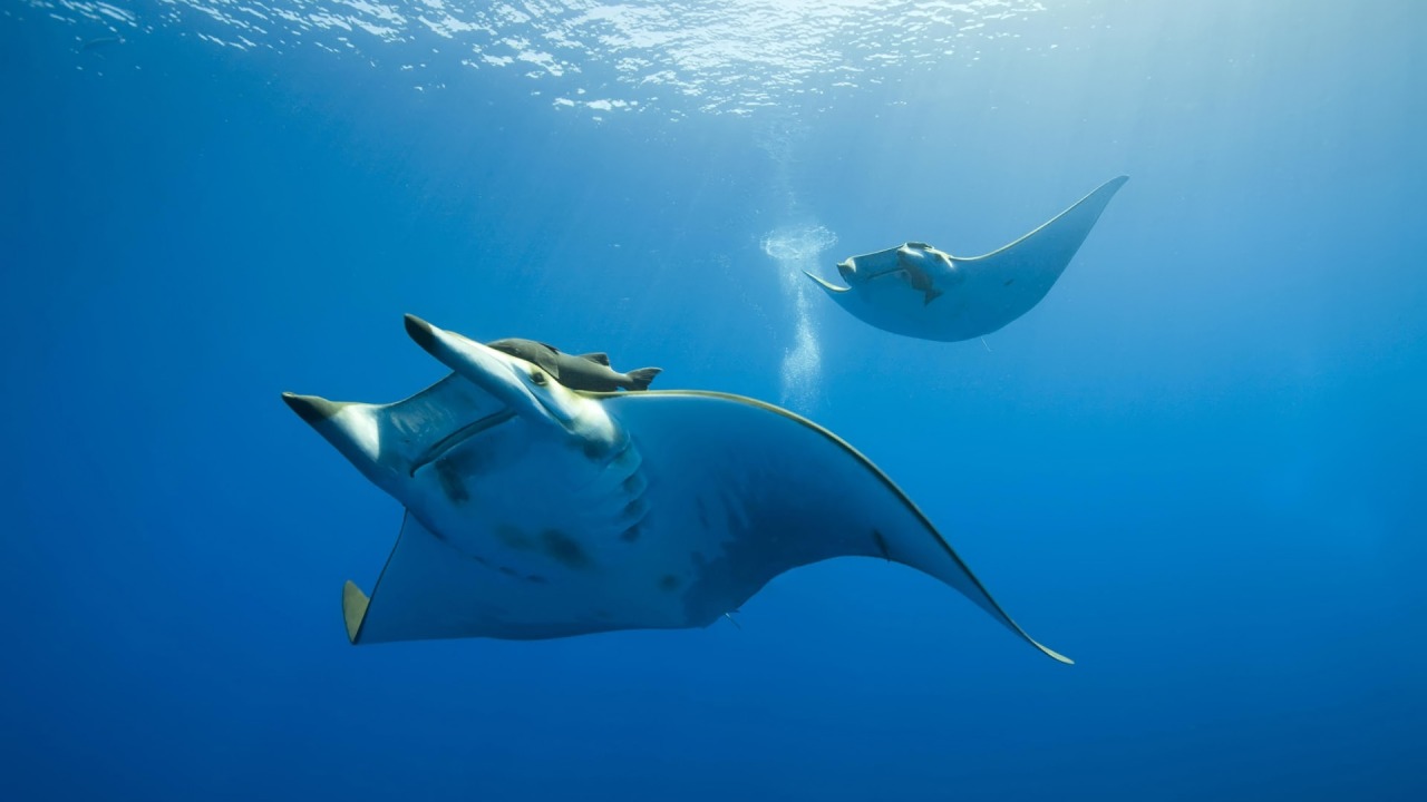 Stingrays - Wallpapers