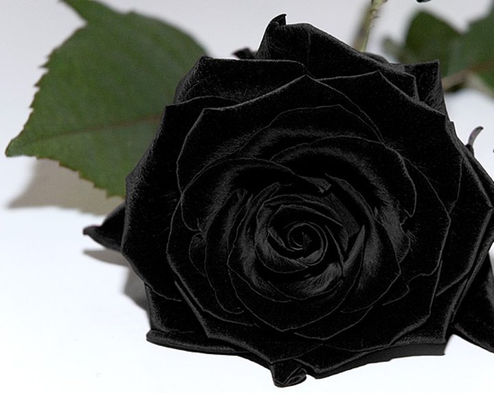 Imagenes de una rosa negra - Imagui