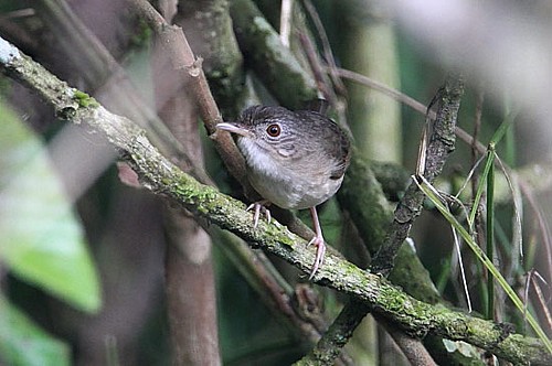 the white chested babbler