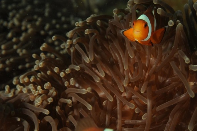 The Gerry Martin Project: The Island Ecology Workshop!