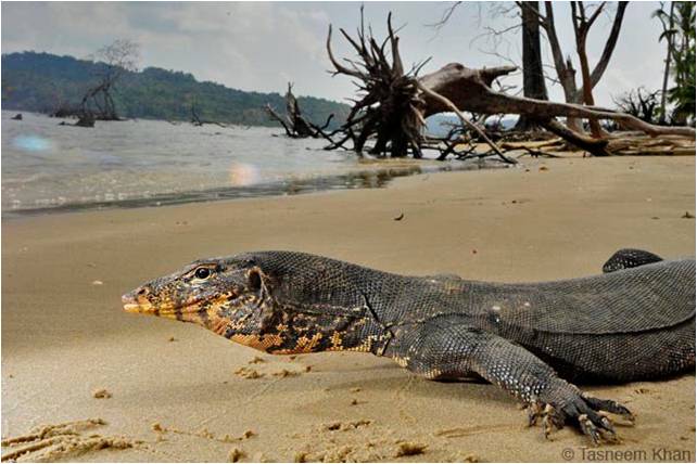 The Gerry Martin Project: The Island Ecology Workshop!