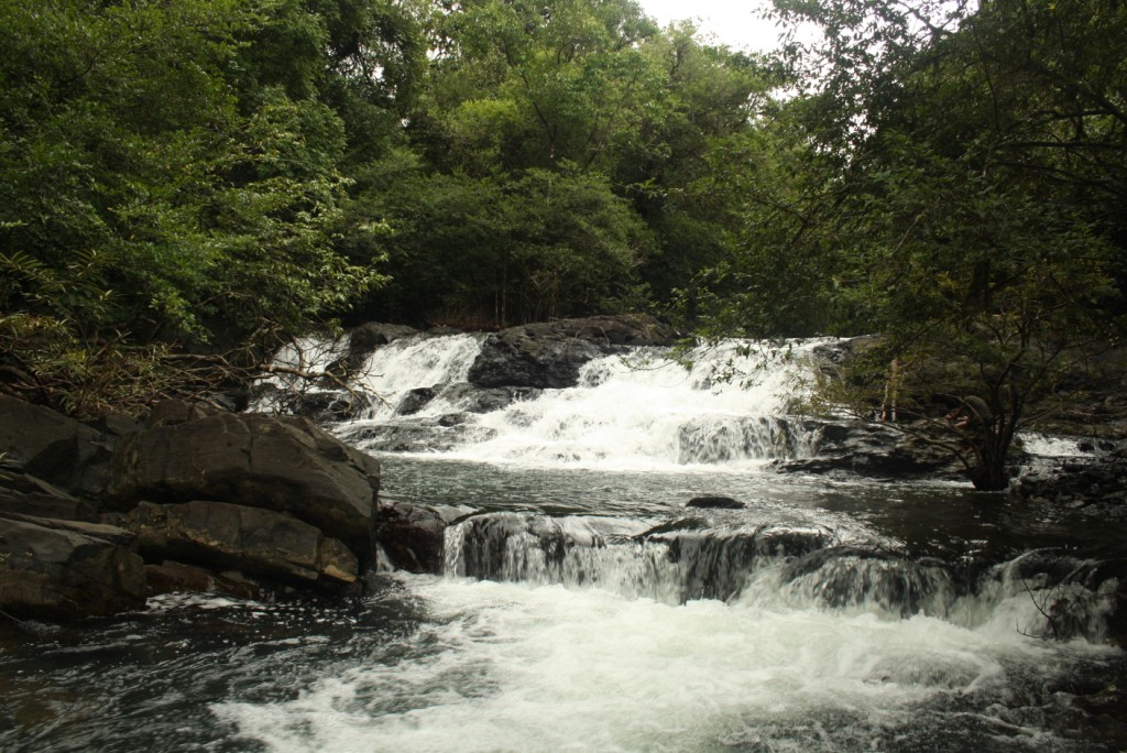 The Gerry Martin Project: Rainforest Ecology Experience - Agumbe 3/5 ...