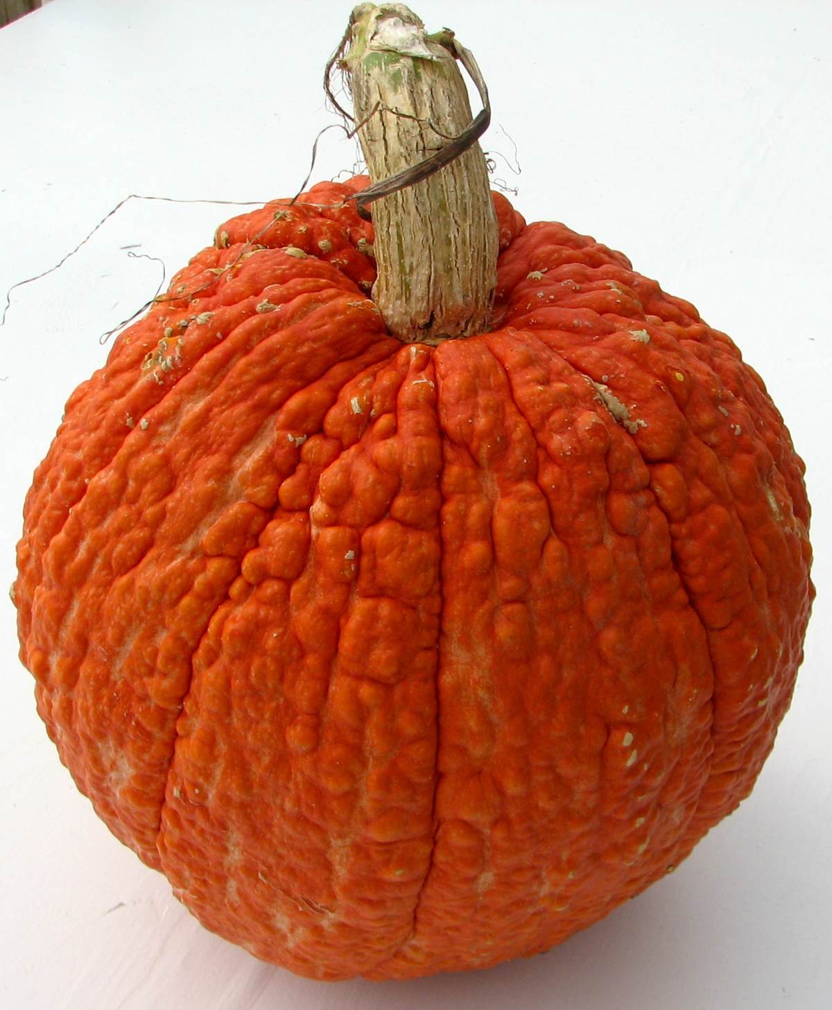 Hutchinson Farm: Heirloom Pumpkins