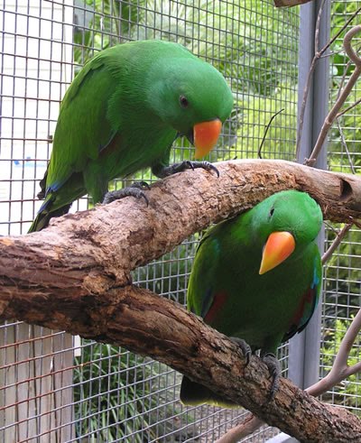 Parrot Behaviour & Enrichment Consultations: Melbourne Companion Parrot ...