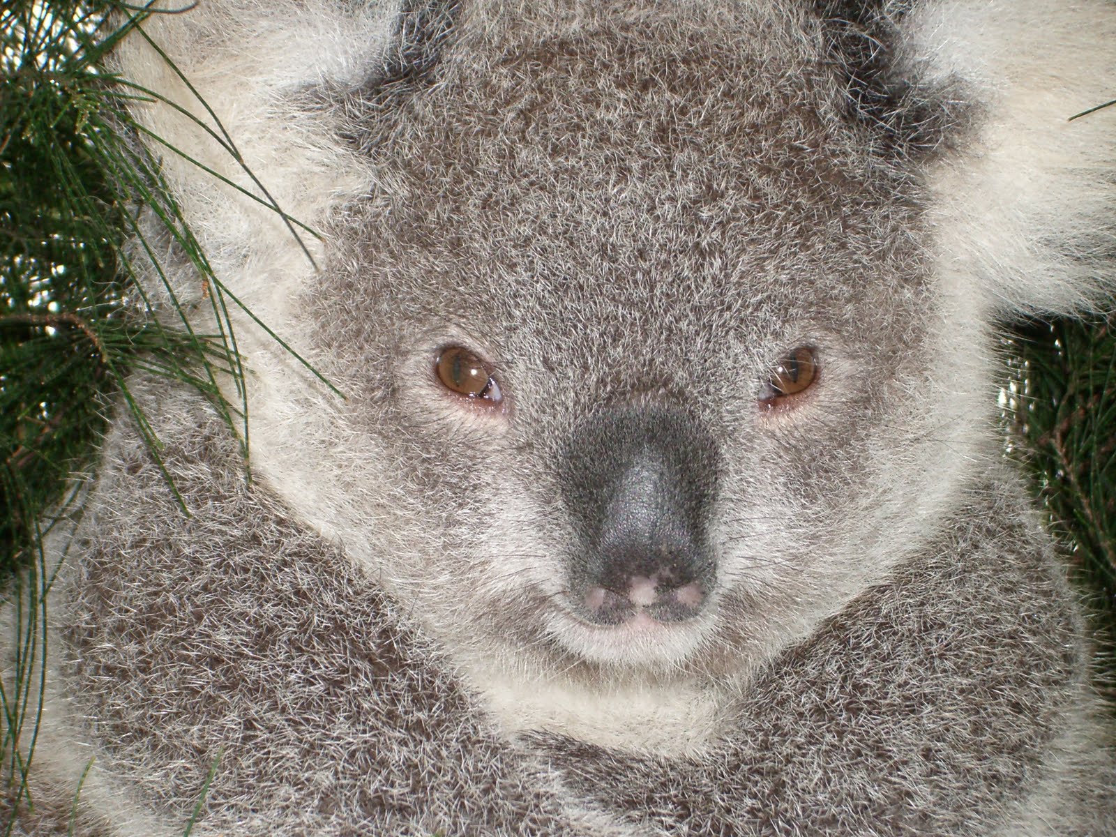 The laughing garden: Baby Koala
