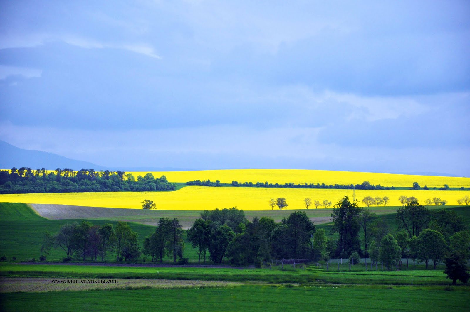 The View through My Lens: Fields of Gold