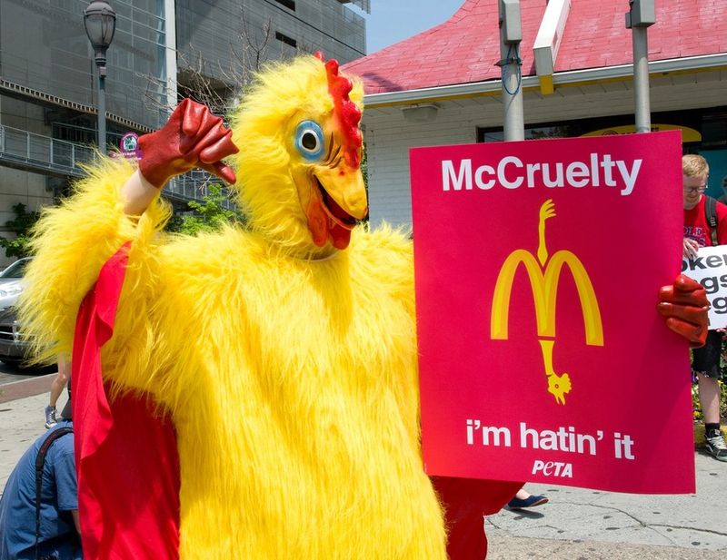 Graphics » Vectors Collection: Different Peta Protests - 17 Pics