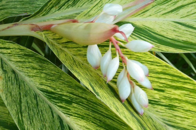 Hana Lima Hand Dyes: Shell Ginger