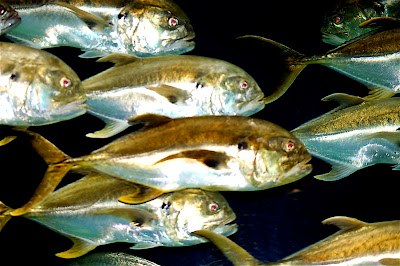 MyBrownBaby: Swimming With the Fishes at the Georgia Aquarium