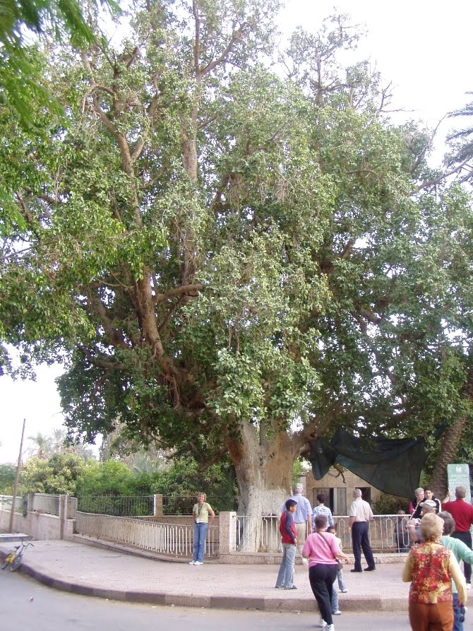 ORTHODOX CHRISTIANITY THEN AND NOW: Russians Save Zacchaeus' Sycamore Tree