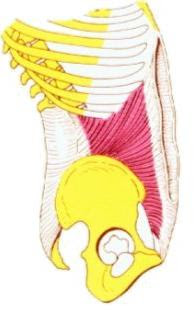 GUIA PRACTICA DE APRENDIZAJE DEL SISTEMA OSEO Y MUSCULAR: OBLICUO INTERNO