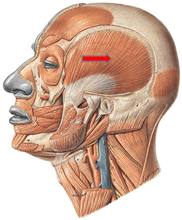 GUIA PRACTICA DE APRENDIZAJE DEL SISTEMA OSEO Y MUSCULAR: MUSCULOS ...