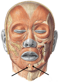 GUIA PRACTICA DE APRENDIZAJE DEL SISTEMA OSEO Y MUSCULAR: MUSCULO ...