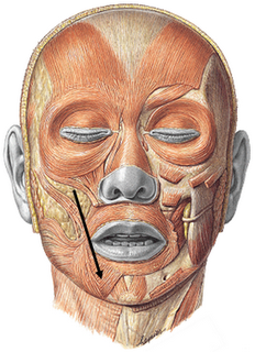 GUIA PRACTICA DE APRENDIZAJE DEL SISTEMA OSEO Y MUSCULAR: MUSCULO ...