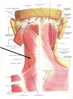 GUIA PRACTICA DE APRENDIZAJE DEL SISTEMA OSEO Y MUSCULAR: MUSCULO ...