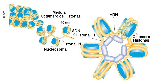 Biologia Celular: Estructura de las histonas