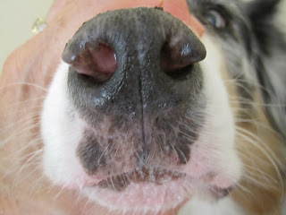 Australian Shepherd with Uveodermatological Syndrome: SUMMARY: NOSTRILS