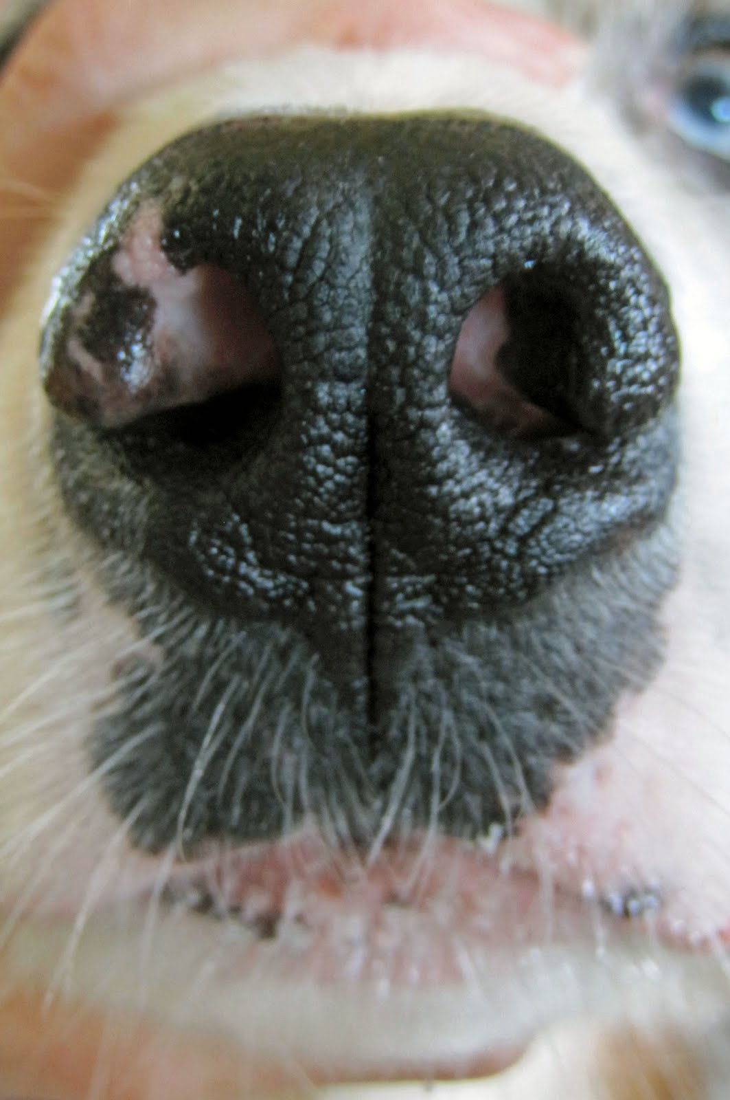 Australian Shepherd with Uveodermatological Syndrome: Nostrils summary ...