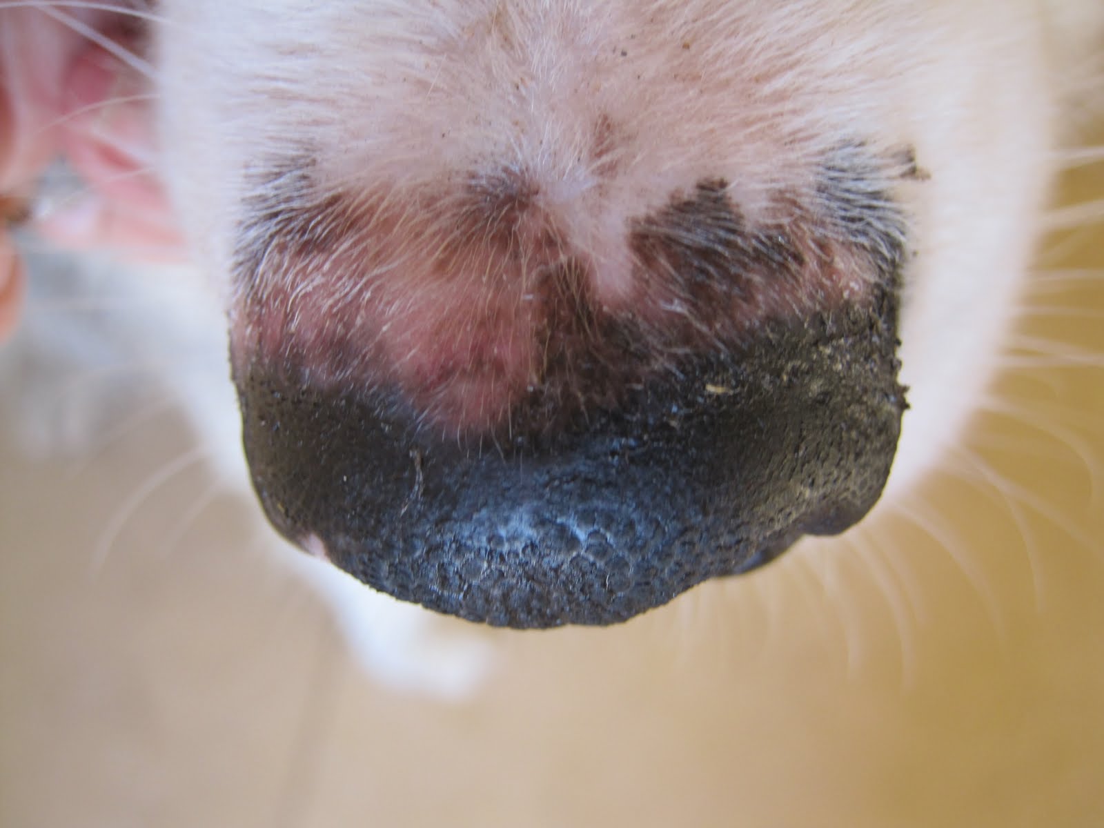 Australian Shepherd with Uveodermatological Syndrome: July 2010