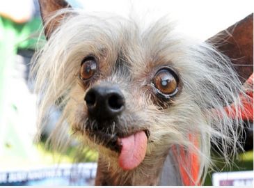 Jugueteandoando: Día 12- Entrada19: Feo, pero te quiero