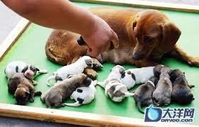 My Homeworks: Born Alive Animals