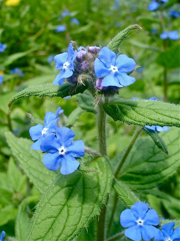 Forget Me Not - Zaufishan