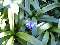 jardim de pedra: malvas, raqueis sem flor e frésia roxa