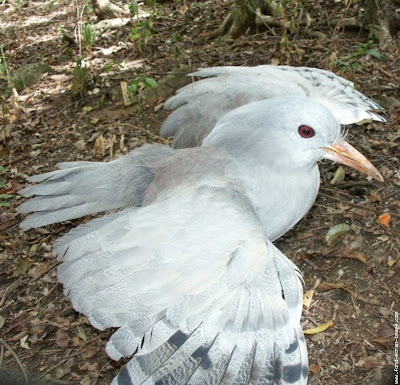 Maya en Nouvelle Caledonie: Le Cagou , un drôle d'oiseau
