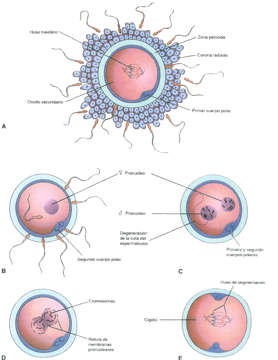la fecundacion: etapas de la fecunfacion