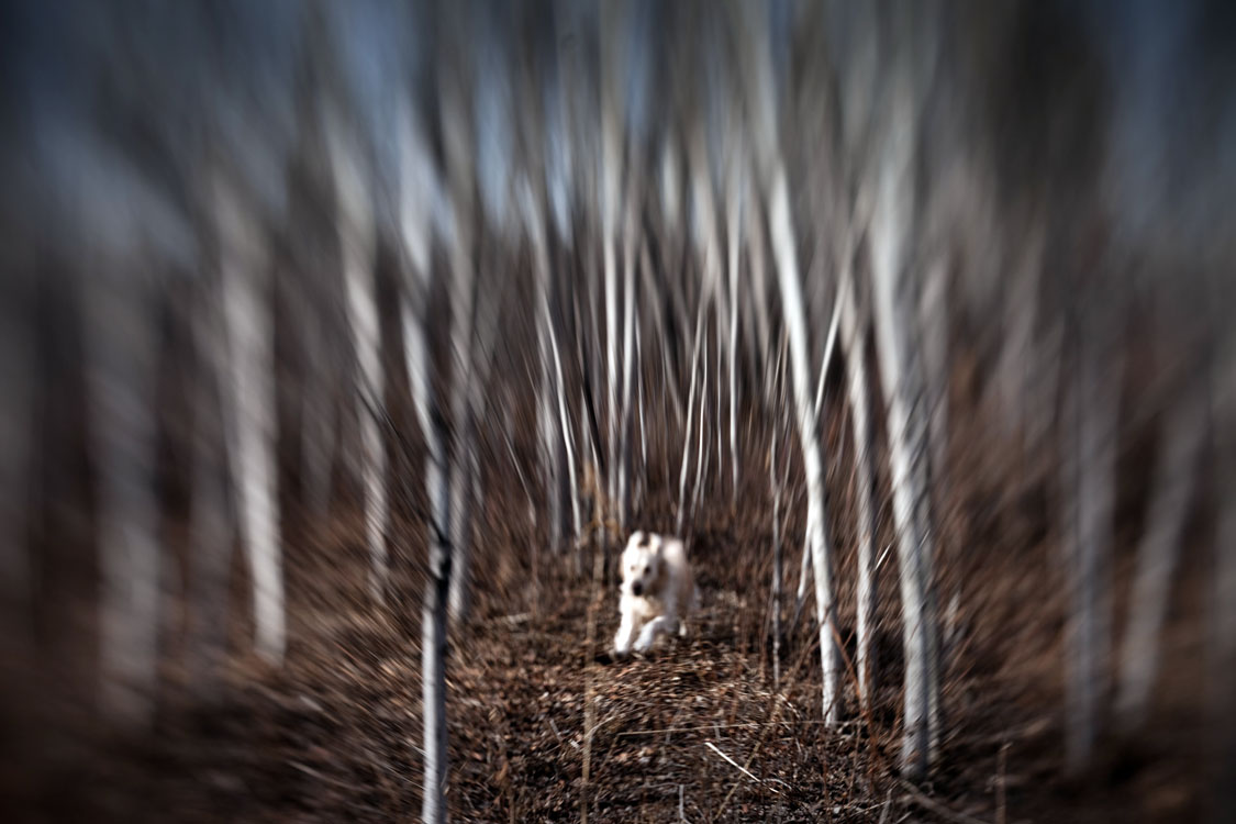 Movavi photo focus example - holdenfish