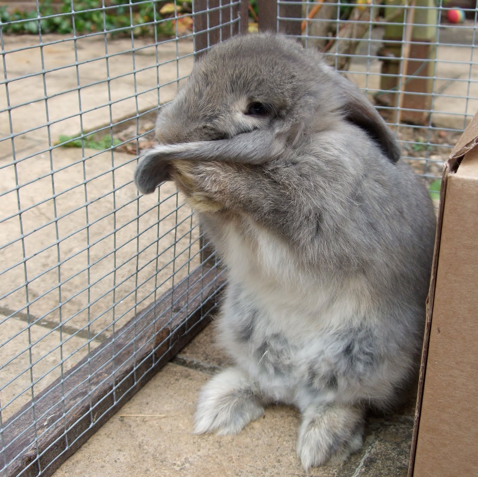 Anna Hull, Sock Bunny Maker to The World: NOSY AND SPIKE