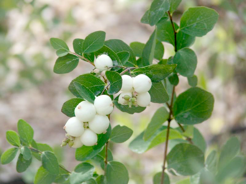 *Maynard Greenhouse: Snowberries and the Nordic way