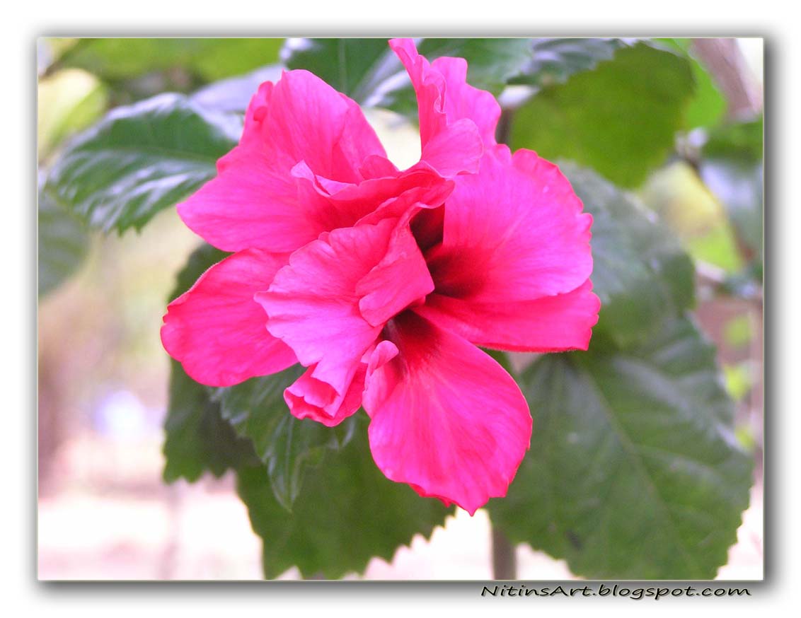 Nitin's Art: Flowers of Konkan