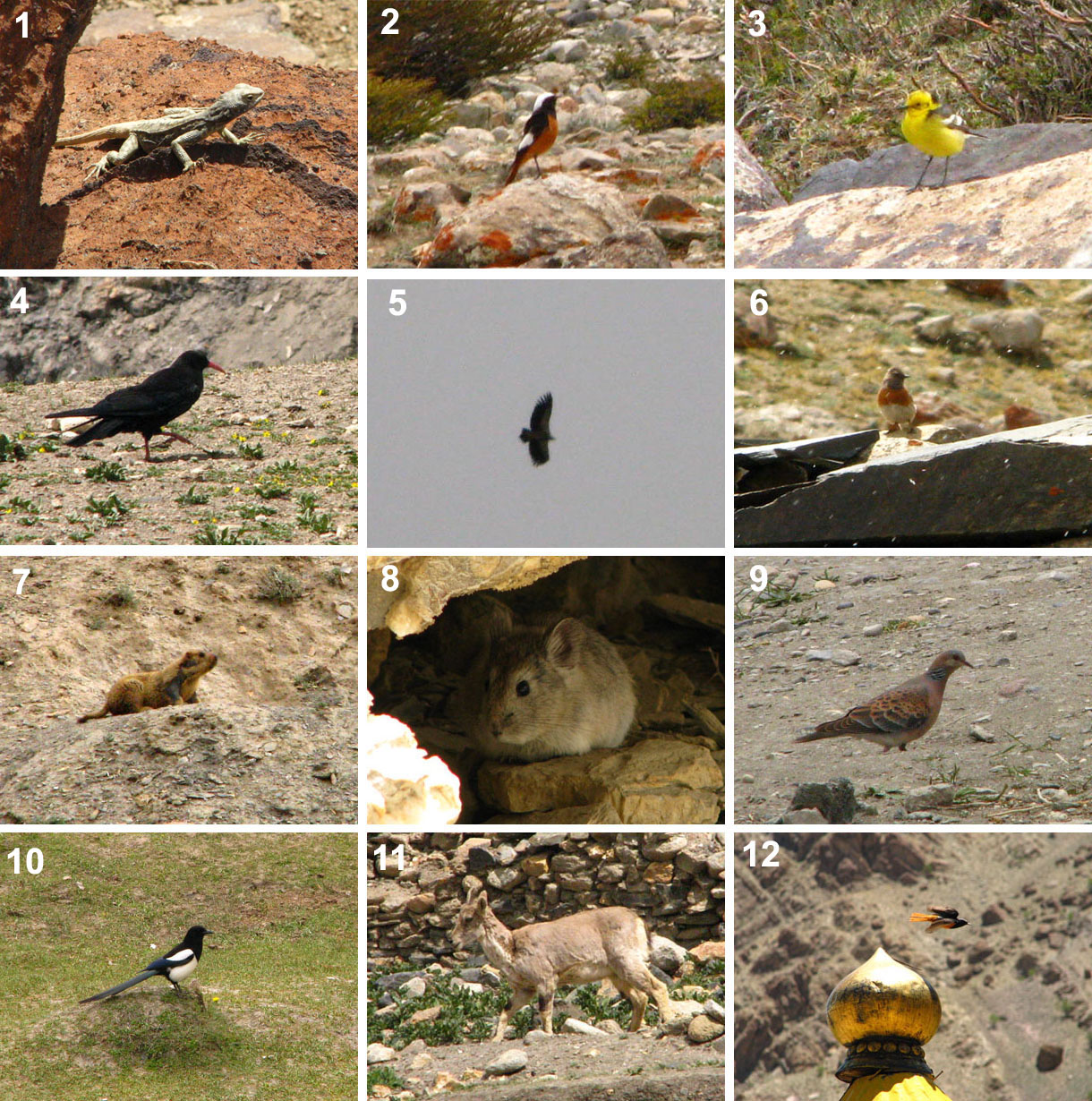 The World According to Sroyon: Hemis National Park