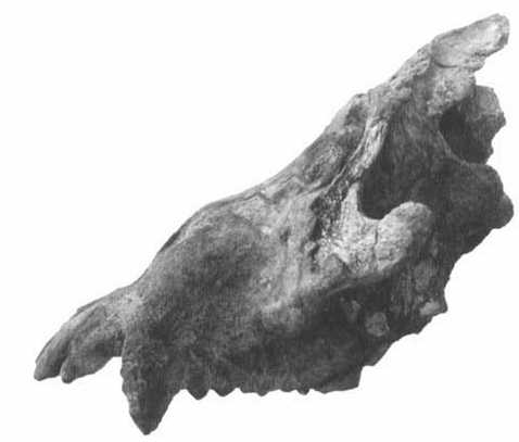 Sinanthropus: A Chinese Ape in Our Ancestry? Part 3